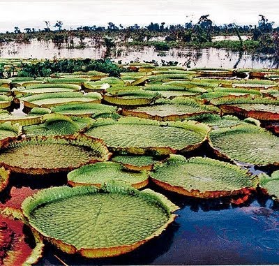 Cultura Guaraní: Leyendas del oso hormiguero